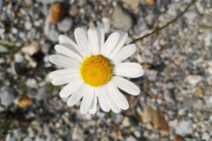 VITAMINA N – Whisper Alp